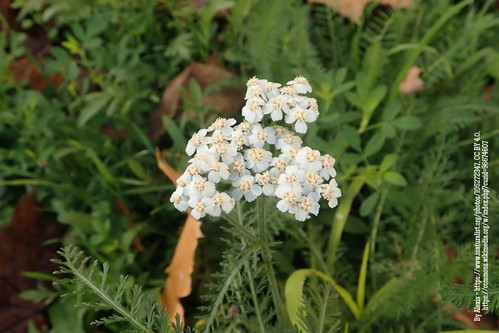 Achillea borealis, Common Yarrow (white) | RAMGA