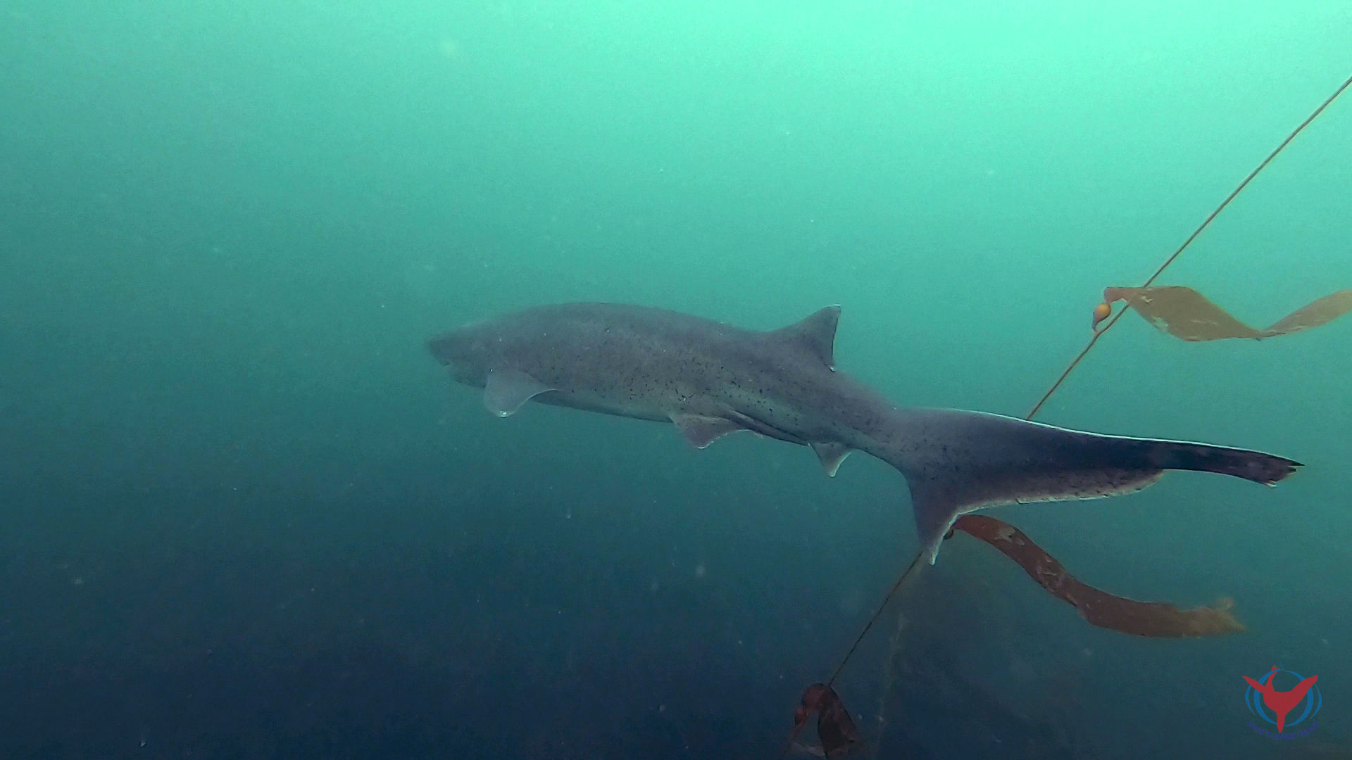 Lesson of the Sevengill Shark