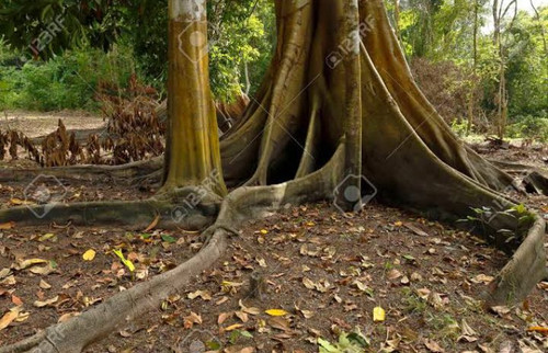 Oje Tree Resin | The Walking Tree