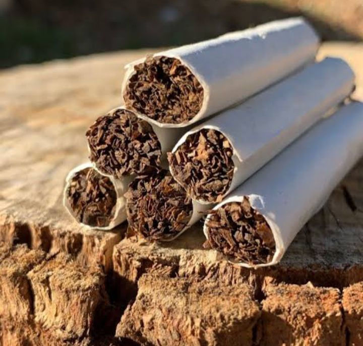 Mapacho (100 pack) | The Walking Tree