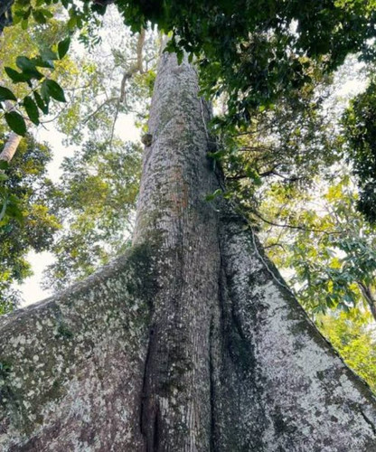 Tamamuri Tree Resin | The Walking Tree