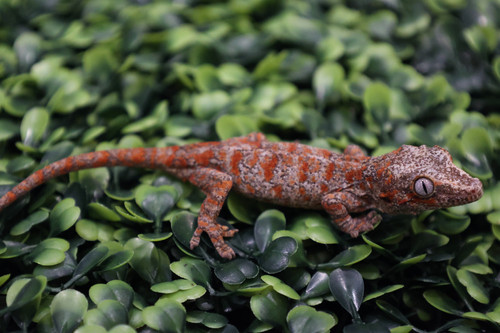 Rose offspring | JReptiles Official