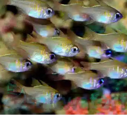 Blue Eye Cardinal Fiji (Pack of 5) Large Size | coralSLover