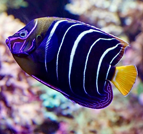 Chrysurus Angelfish | coralSLover