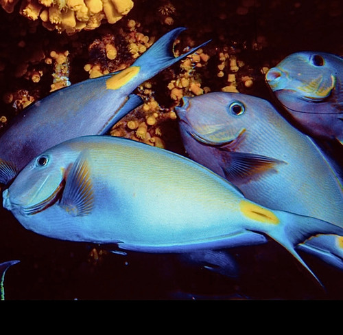 Tang Gold Coin Monrovia West Africa Fish | coralSLover