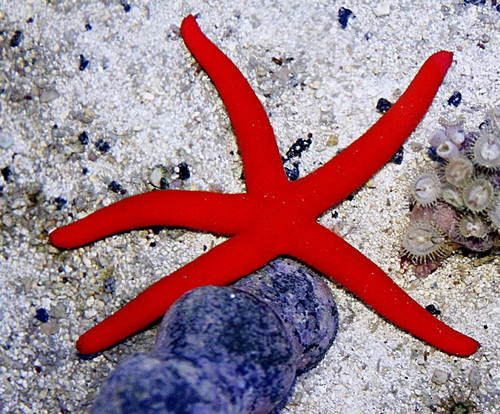 Linckia Starfish Assorted LARGE Size | coralSLover