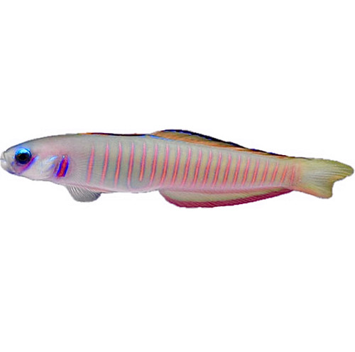Pink Bar Zebra Goby Fish | coralSLover