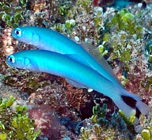 Blue Gudgeon Goby-2 Fish Pack | coralSLover
