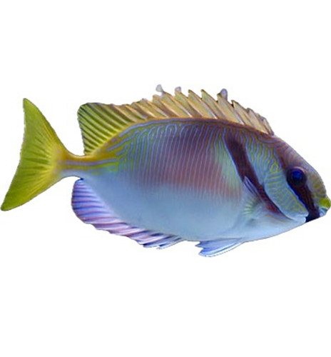 RabbitFish Blue Line | coralSLover