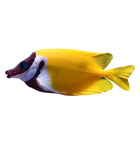 Foxface Fish | coralSLover