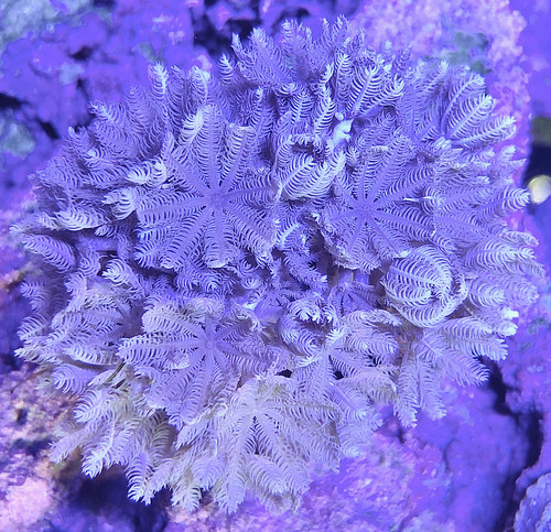 Pulsing Xenia. Live Aquaculture Soft Coral | coralSLover