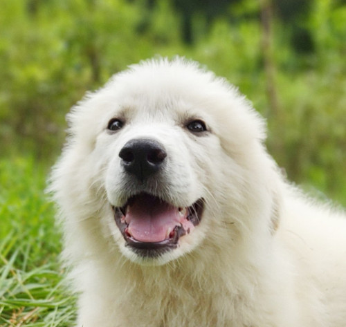 Justice Male Great Pyrenees Puppy | Seeking Shalom Acres