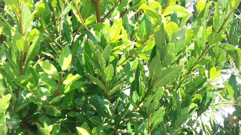 21 Árvores autóctones em Portugal