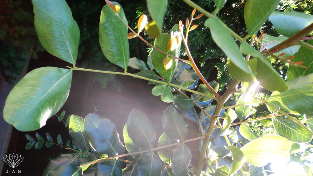 21 Árvores autóctones em Portugal