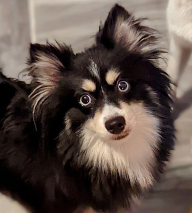 Pomskies | Puppy Time Emporium
