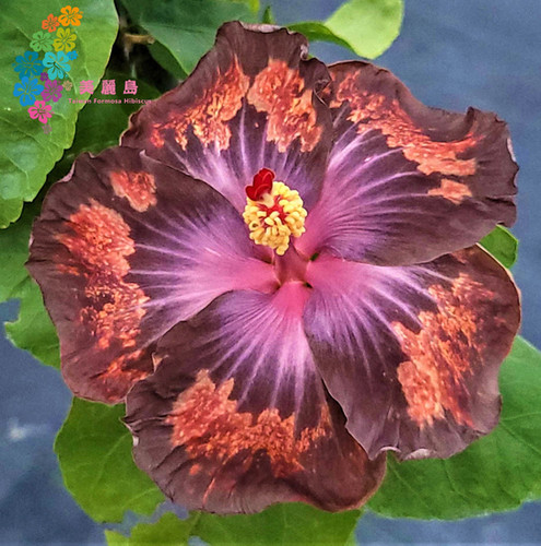 Wind Rosa Black Wing Peng | Taiwan Formosa Hibis