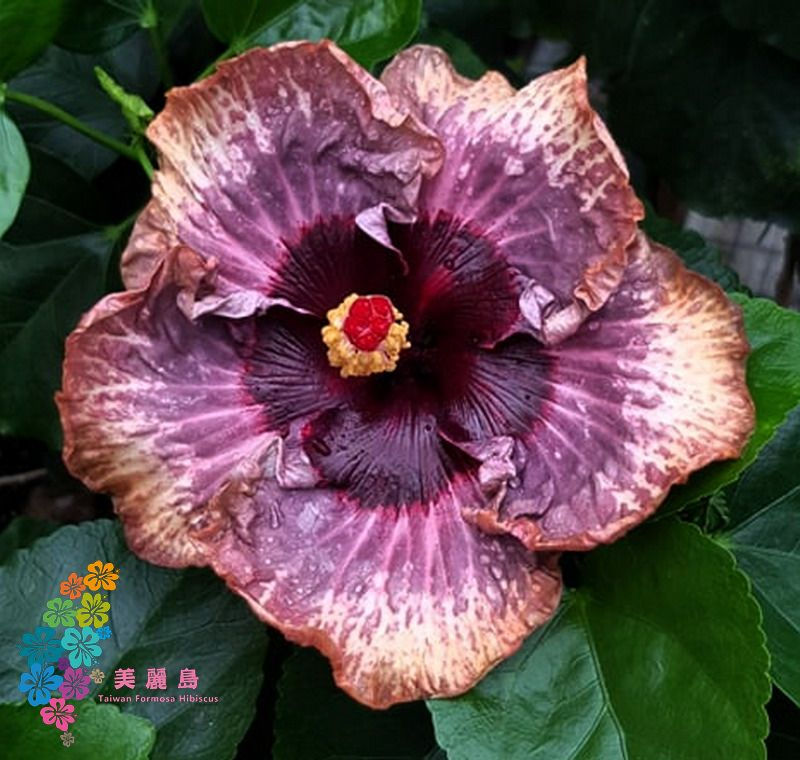 Shop | Taiwan Formosa Hibiscus Garden 8/8