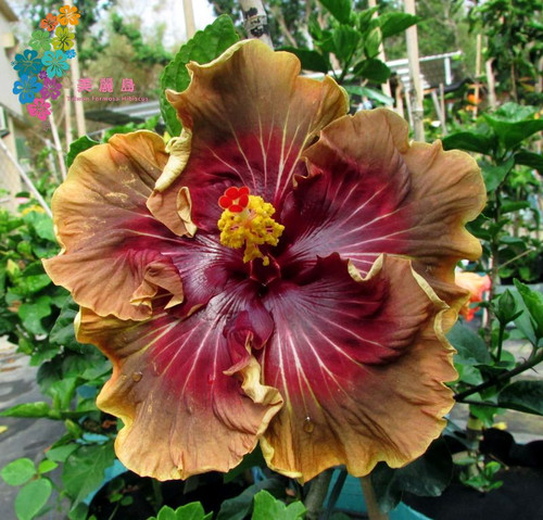 Red Velvet Cake | Taiwan Formosa Hibis