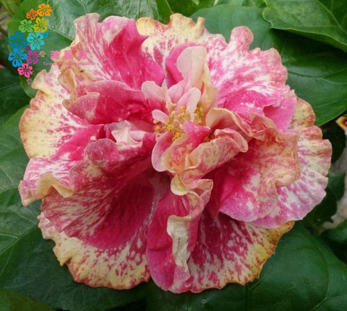 Sakura's Rose Oath | Taiwan Formosa Hibis