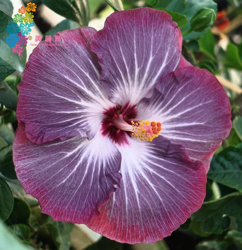 Electric Plum | Taiwan Formosa Hibis