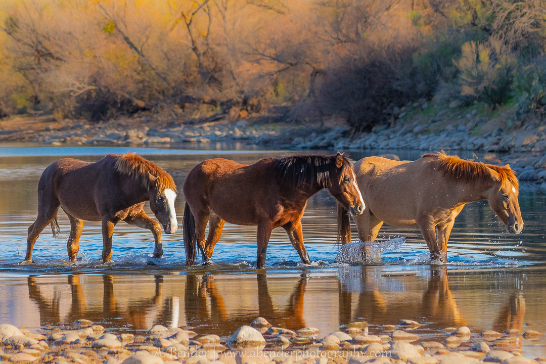 Wild Horses of Arizona | A. Bender Photography LLC | Las Vegas, NV