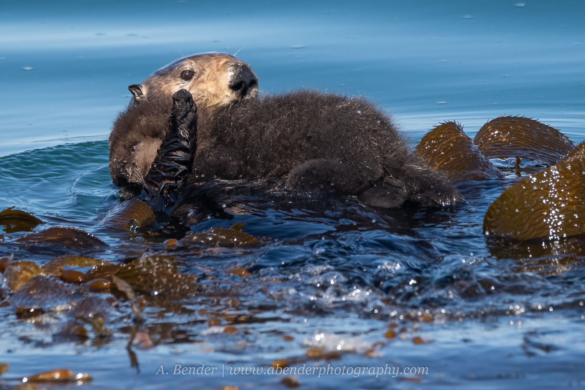 Wild Monterey Collection | A. Bender Photography LLC | Las Vegas, NV
