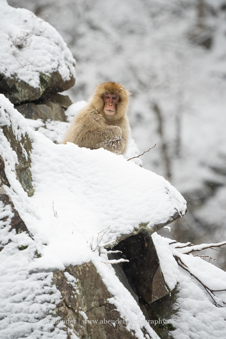 Return to Japan! Winter Wildlife Photography