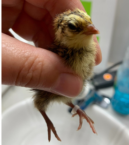 Hatching At Home Quail Guide | Feathered Knechtions