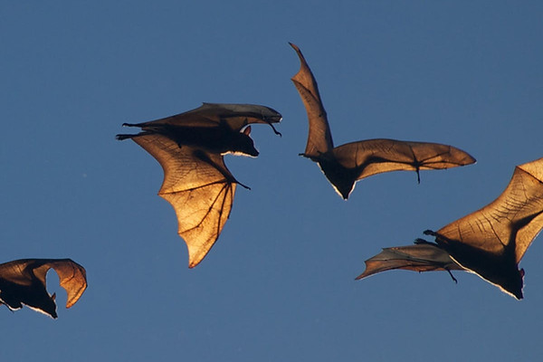 Noise Pollution | Interlude