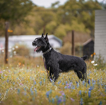 Training Programs | sadogco