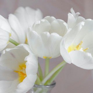 white tulips