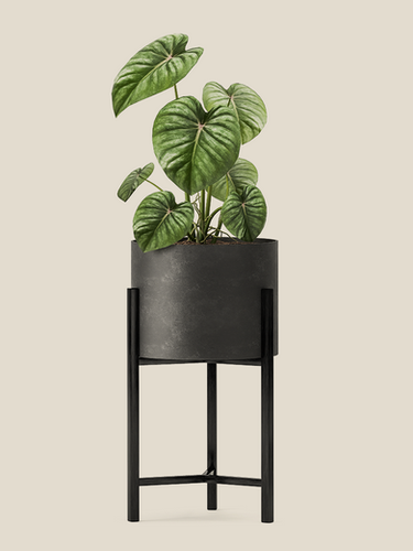 Anthurium Clarinervium | Maroon Architects