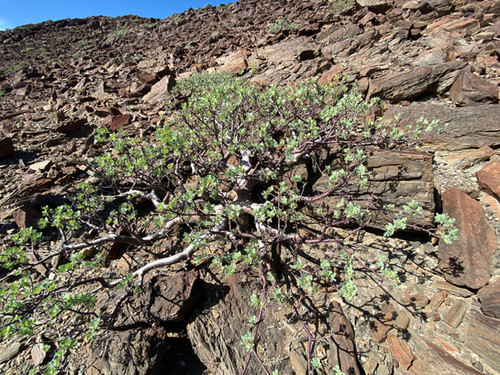 Commiphora Wildii | Seeds of Namibia