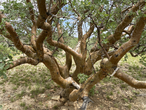 Commiphora glaucescens | Seeds of Namibia