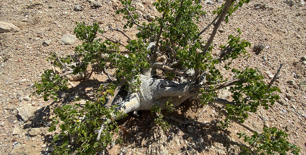 Commiphora Saxicola | Seeds of Namibia