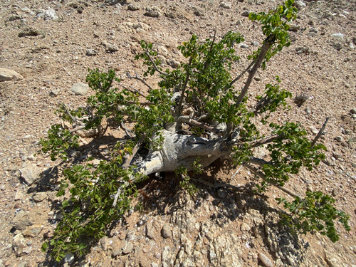 Commiphora Saxicola | Seeds of Namibia