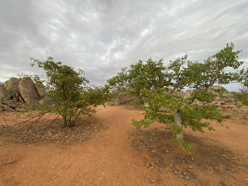 Colophospermum mopane | Seeds of Namibia