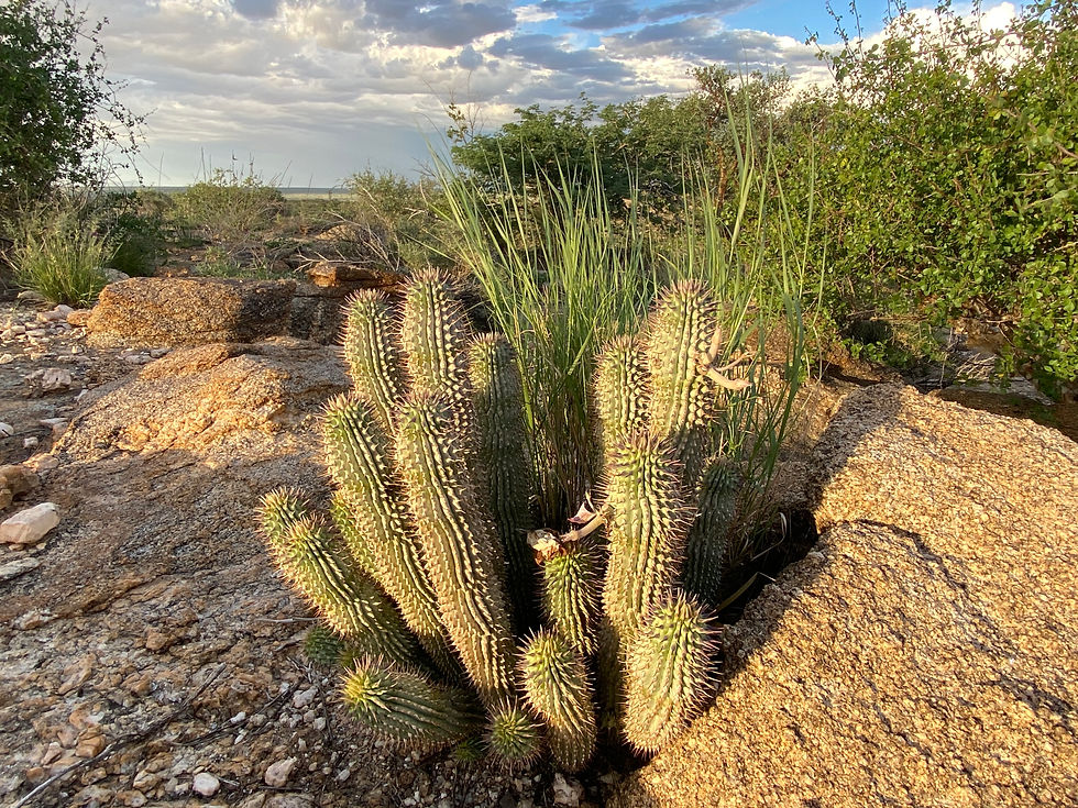 Copy of Succulents | Seeds of Namibia
