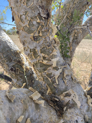 Commiphora Tenuipetiolata | Seeds of Namibia