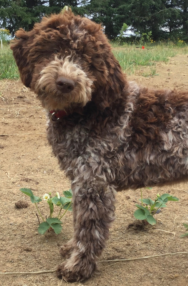 History of the Lagotto Dog Breed