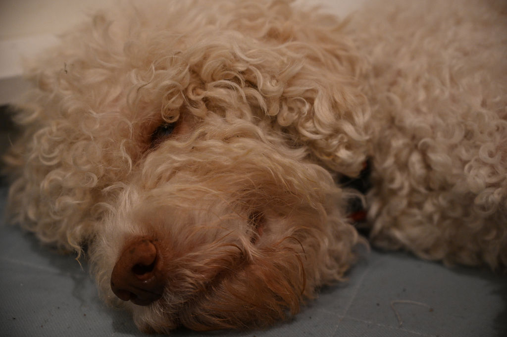 Lagotto Dogs | Northwest Lagottos | United States