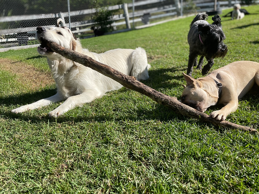 Application form | Bridgevalley