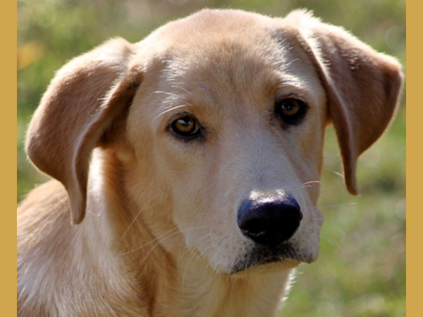 BayouDoggie | Rescue | Southeast Texas Labrador Retriever Rescue
