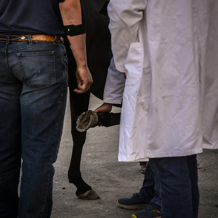 Farrier Trainers of Canada | Farrier Apprenticeship