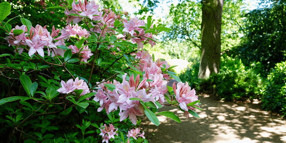 Top Pennsylvania Flowering Shrubs for Stunning Landscapes