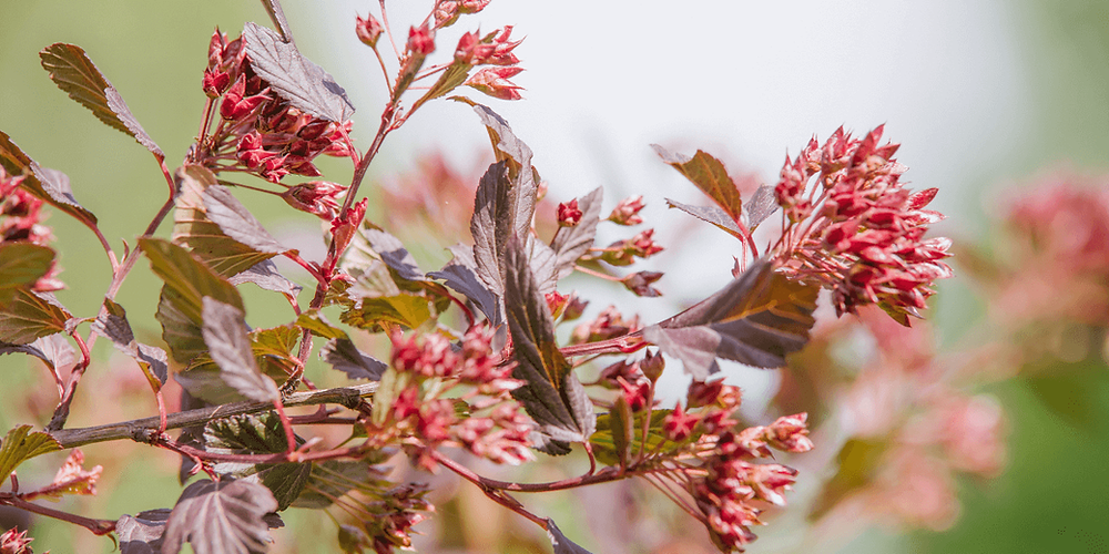 Best Flowering Shrubs for Pennsylvania Gardens: Top Choices for Beauty