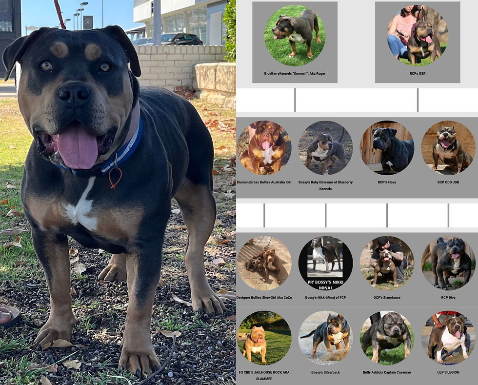 Females | ALPHA KENNELS AUSTRALIA