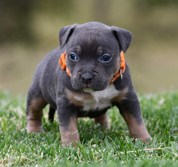 Females | ALPHA KENNELS AUSTRALIA