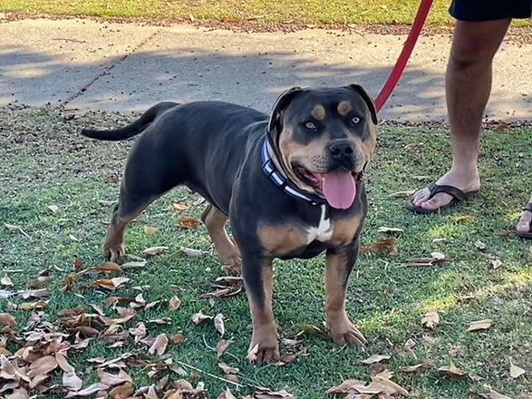 Females | ALPHA KENNELS AUSTRALIA