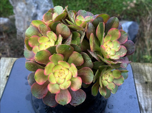 AEONIUM-UNIQUE 16-ATHENA VARIEGATED | Succulent Heaven